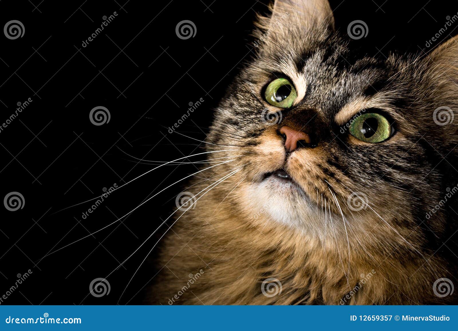 Beautiful kitten portrait stock image. Image of pedigree - 12659357