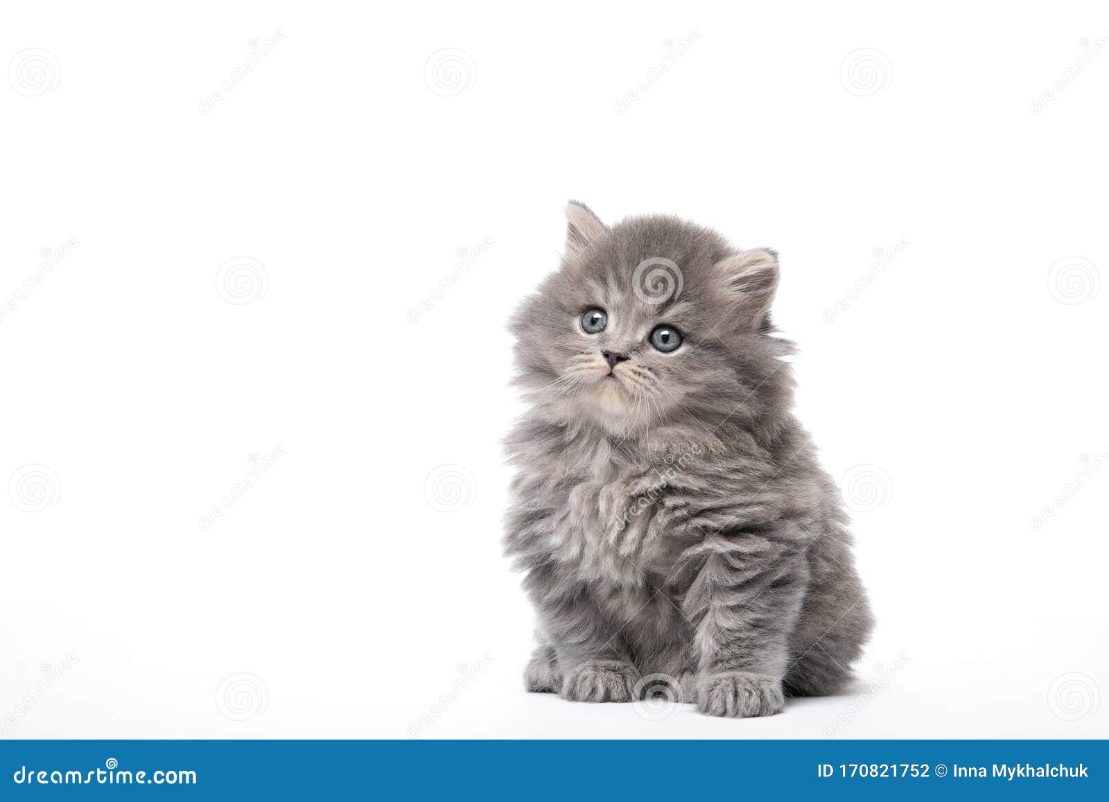 Beautiful Kitten Sits on a White Background in Isolation Stock Photo ...