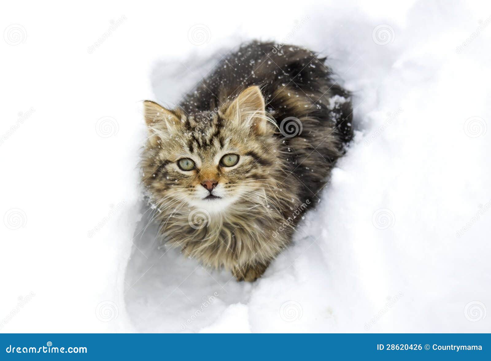 Beautiful Kitten in the Snow Stock Photo - Image of kitten, kitty: 28620426