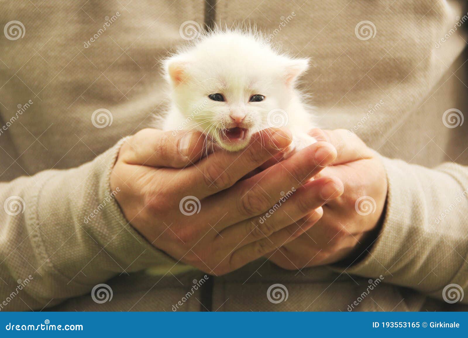 A Beautiful Kitten. White Kitten in Hands Stock Image - Image of ...