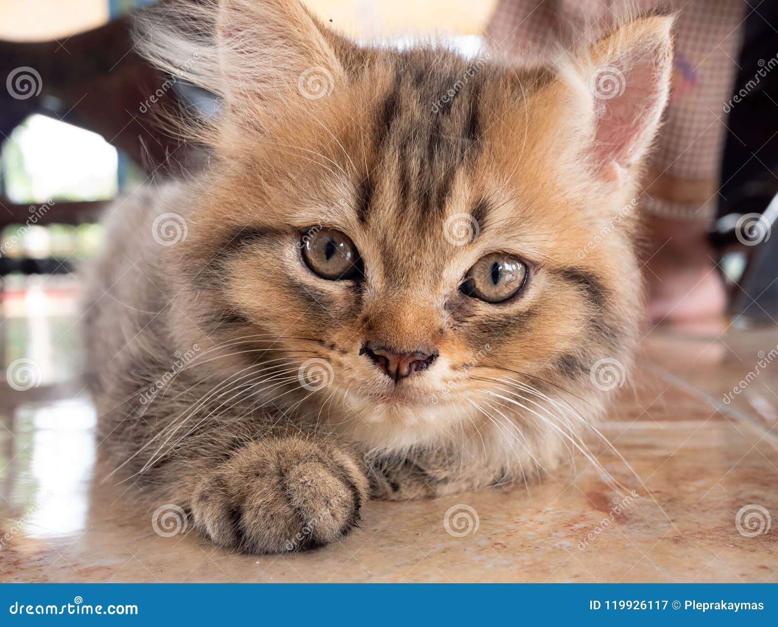 Beautiful kitty cat stock image. Image of portrait, beautiful - 119926117