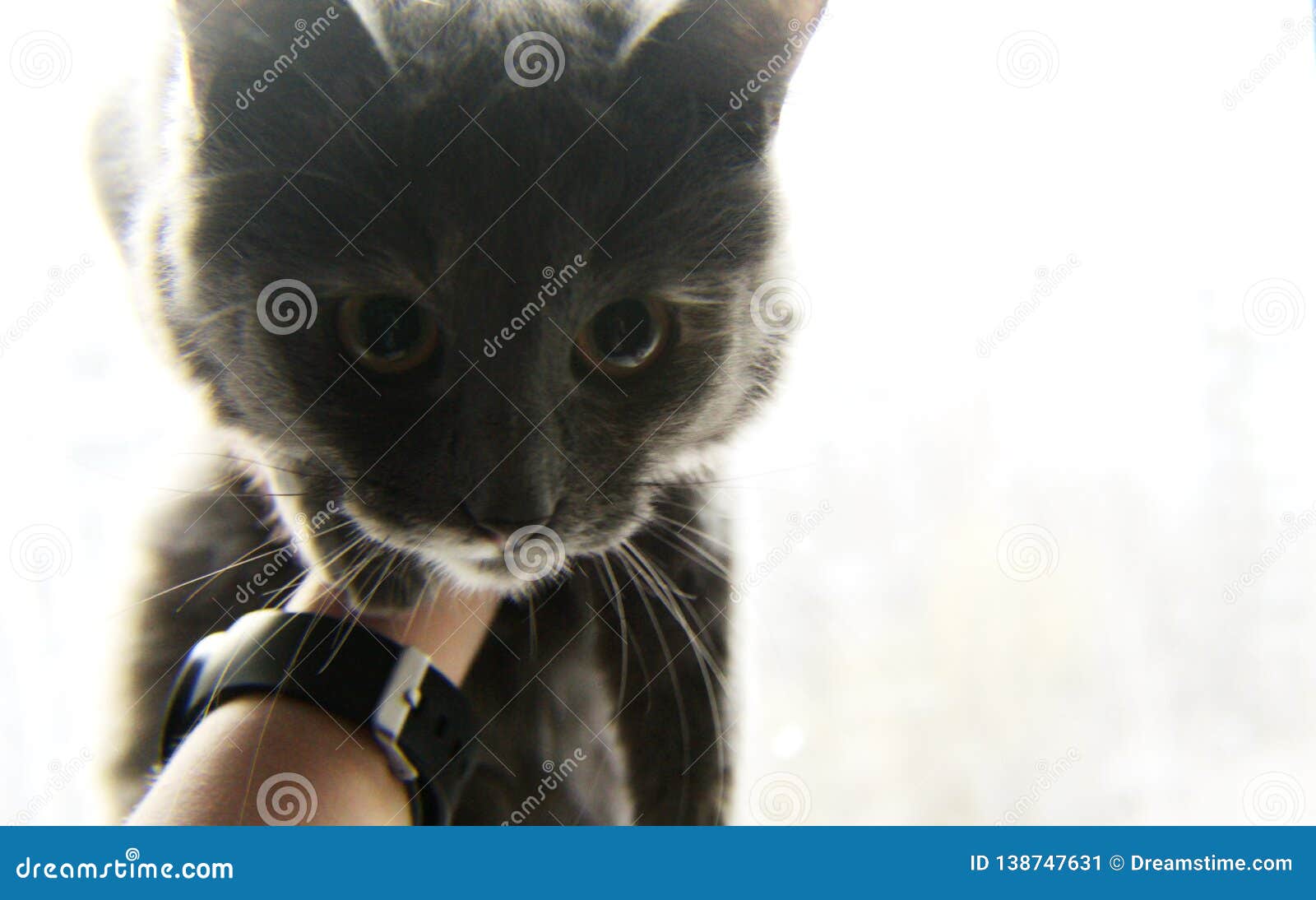 Beautiful kitty stock image. Image of kitty, kitten - 138747631
