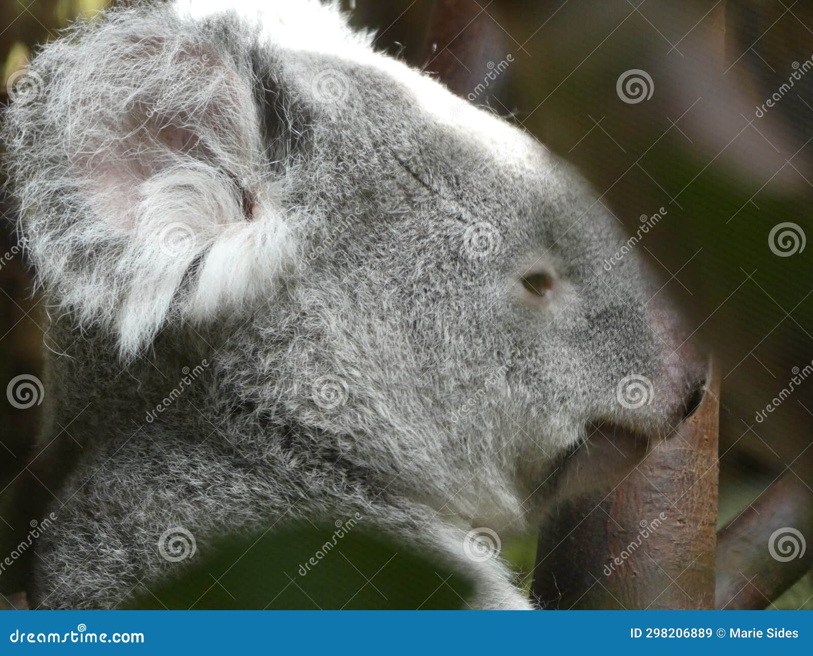Beautiful Koala Seen While Grabbing Leaves Of A Tree To Eat, Western ...