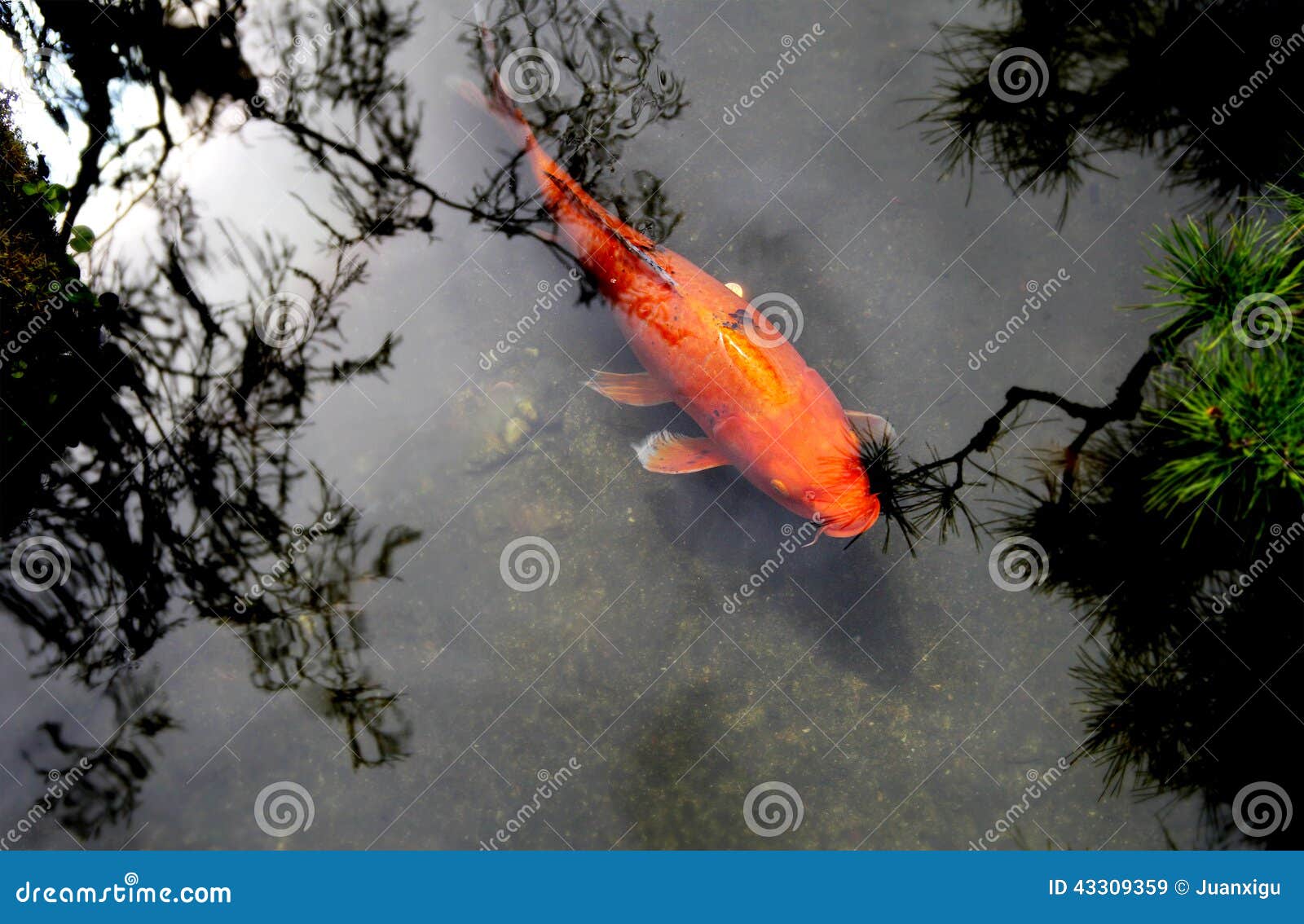 Beautiful Koi or Carp Chinese Fish in Water Stock Image - Image of fish ...