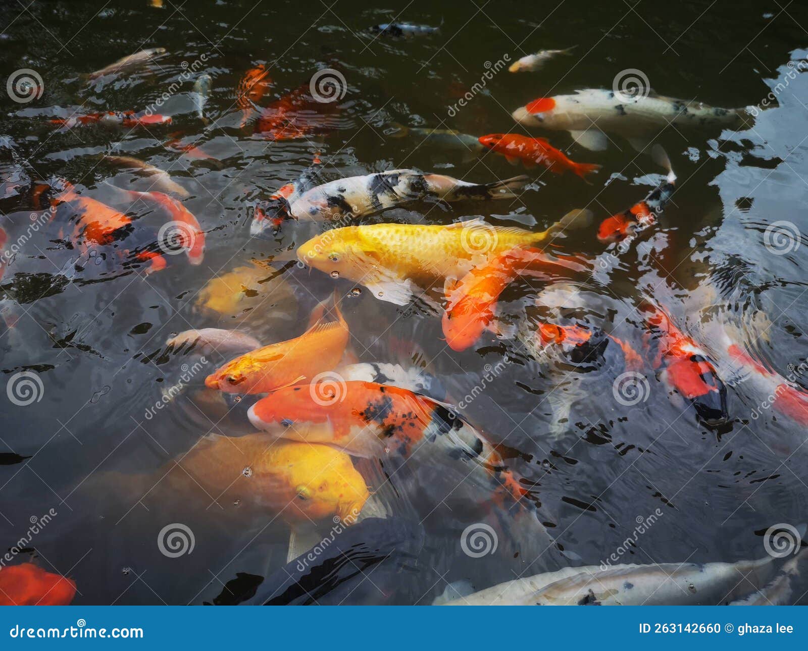 The beautiful koi fish stock photo. Image of wildlife - 263142660