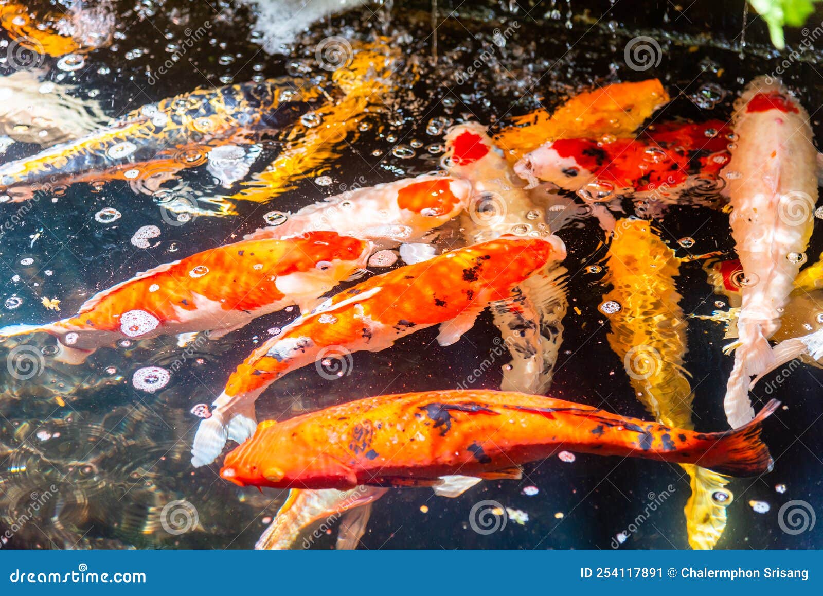 Beautiful Koi Fish. Farm Work. Closed System Stock Image - Image of ...