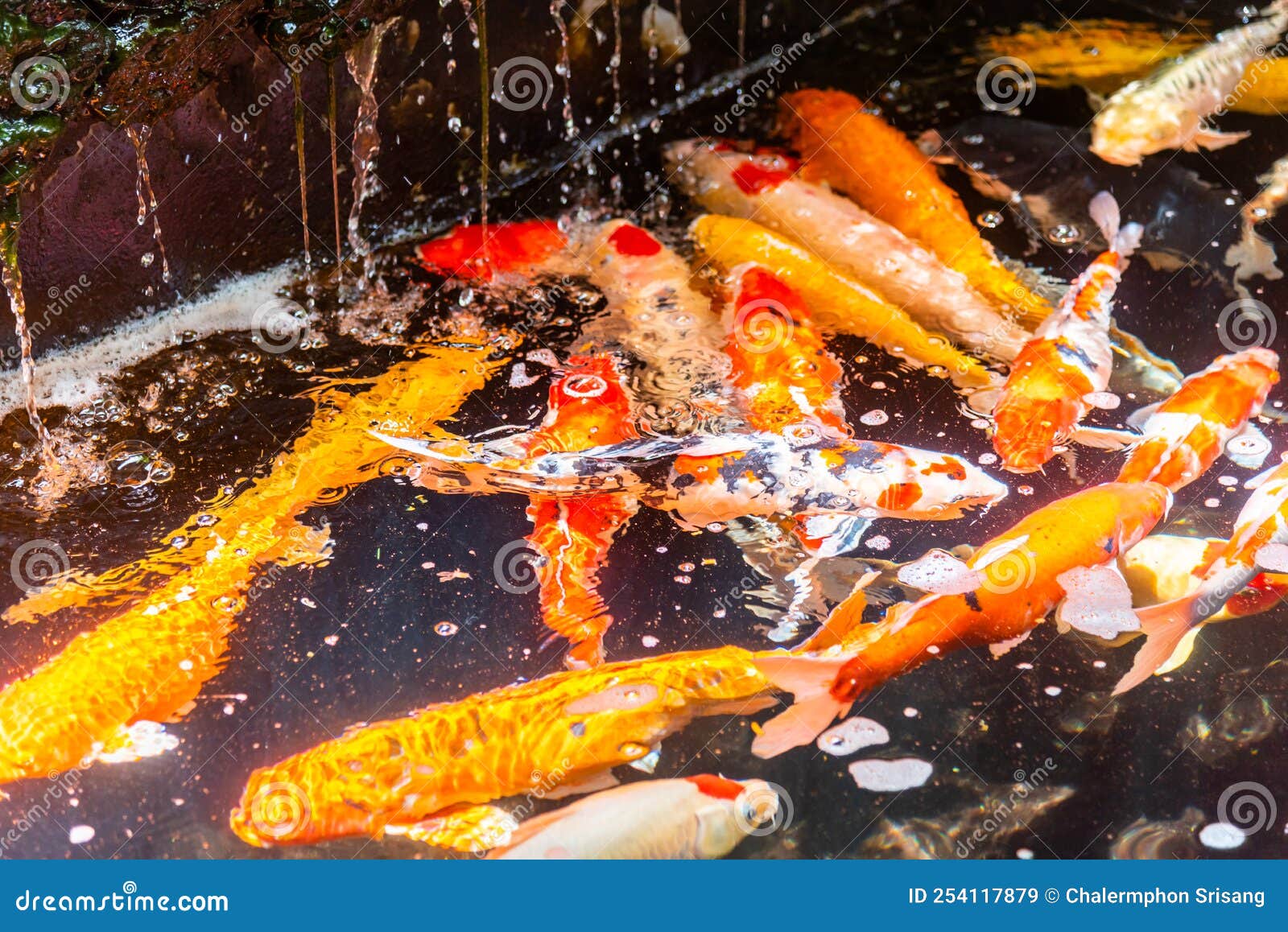 Beautiful Koi Fish. Farm Work. Closed System Stock Image - Image of ...