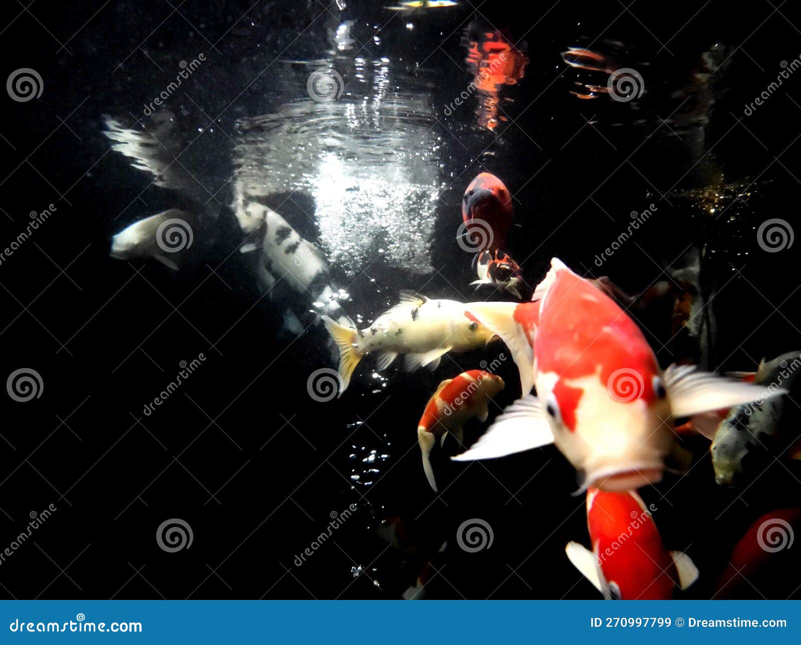 Beautiful Koi Fish in the Pond Stock Image - Image of fish, aquatic ...