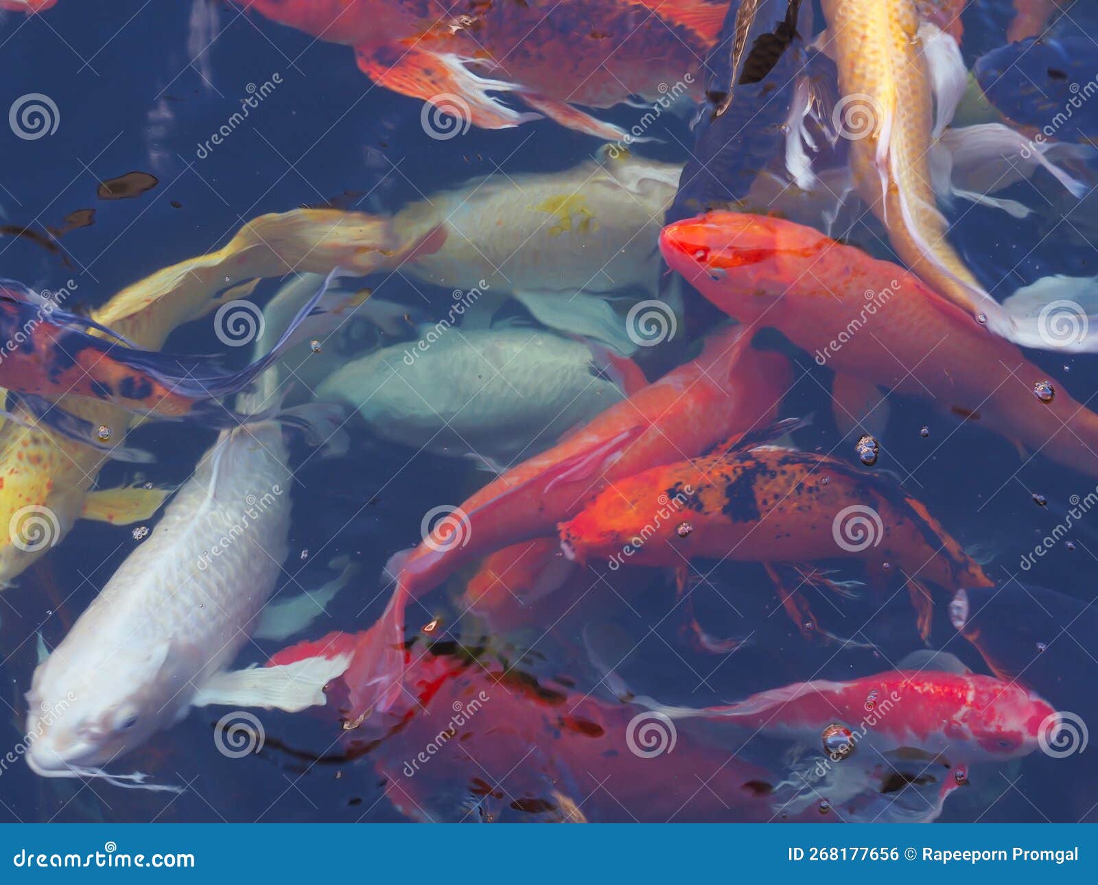 Beautiful Koi Fish in the Pond at the Backyard Stock Photo - Image of ...
