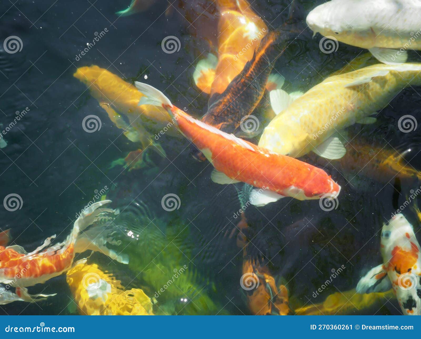 Beautiful Koi Fish in the Pond at the Backyard Stock Image - Image of ...