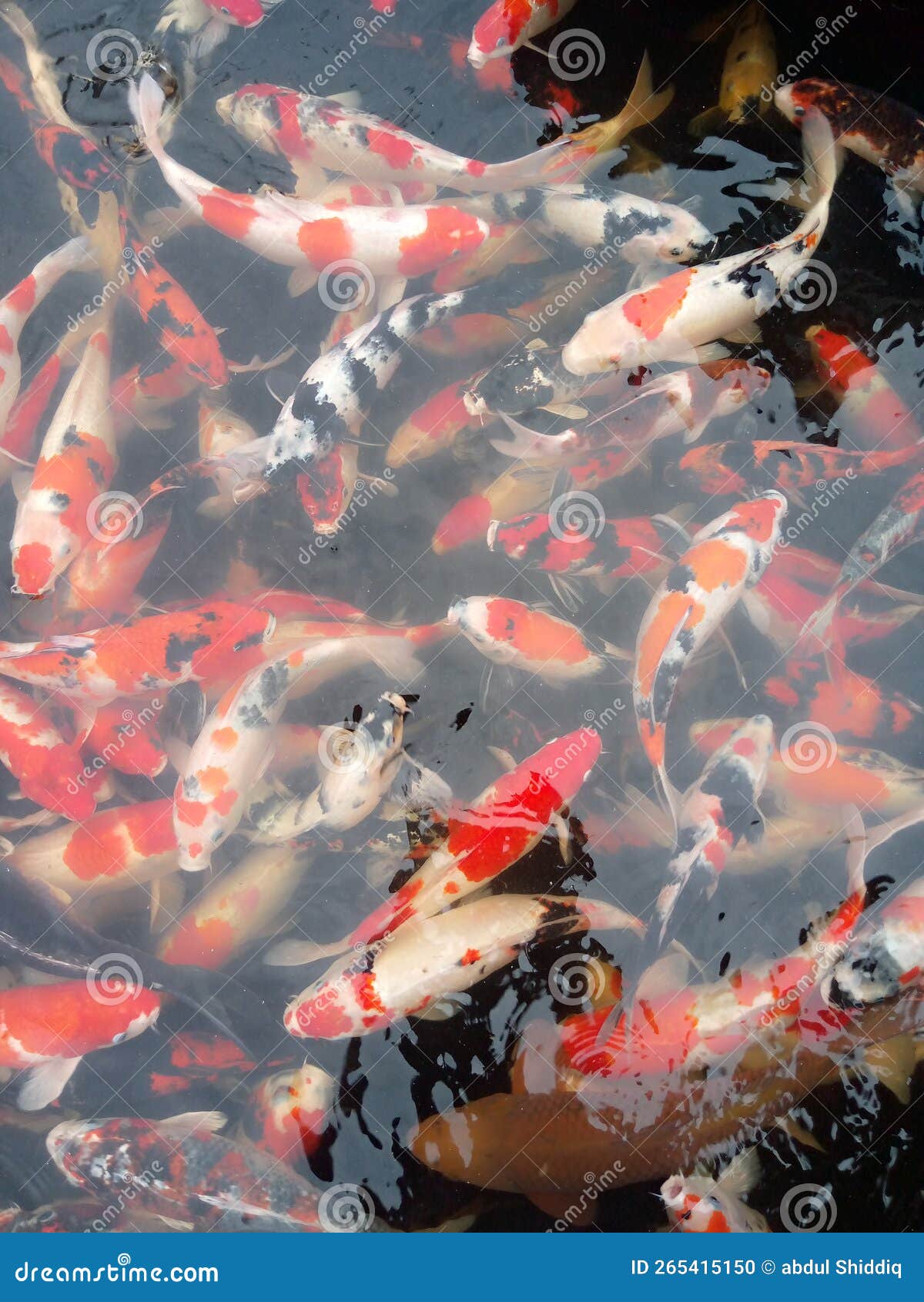 Beautiful Koi Fish in a Pond Colourful Stock Photo - Image of fish ...