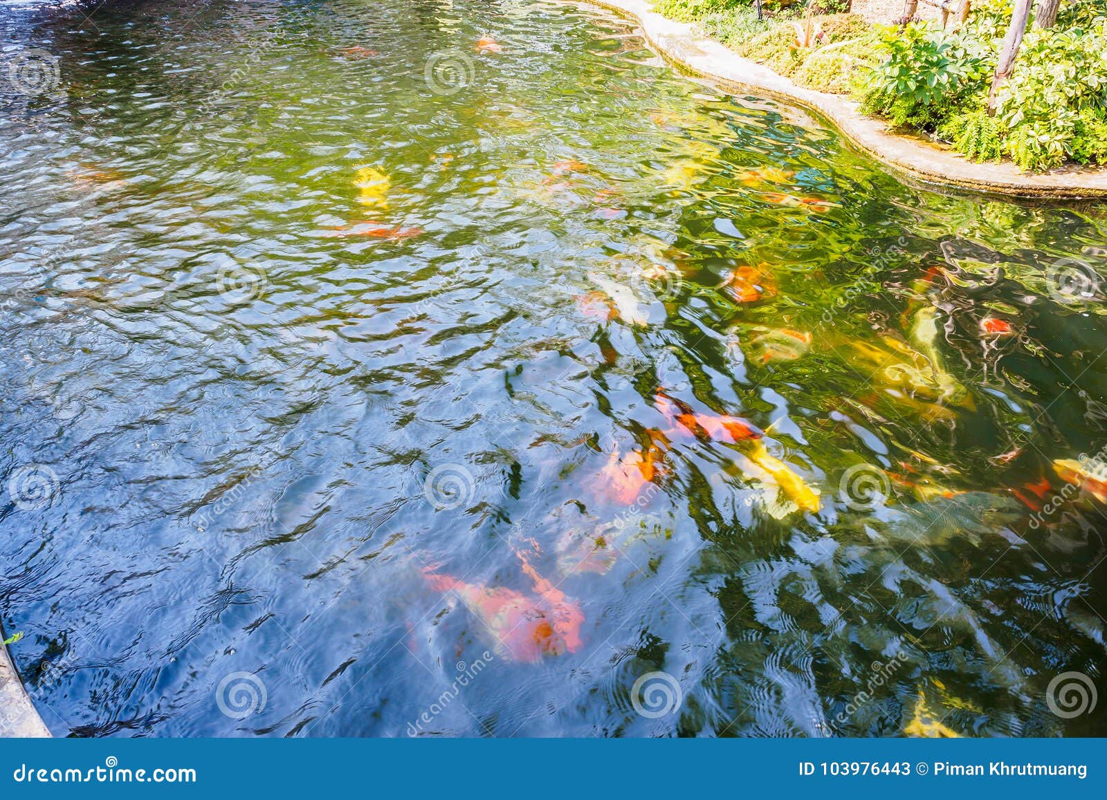 Beautiful koi fish in pond stock image. Image of aquatic - 103976443