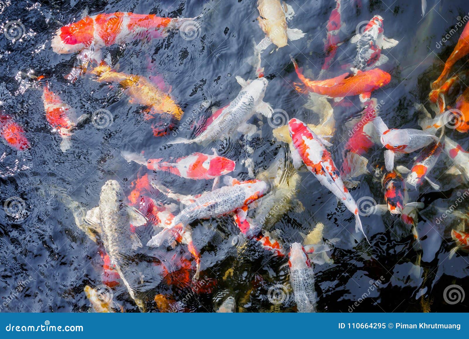 Beautiful koi fish in pond stock image. Image of animal - 110664295