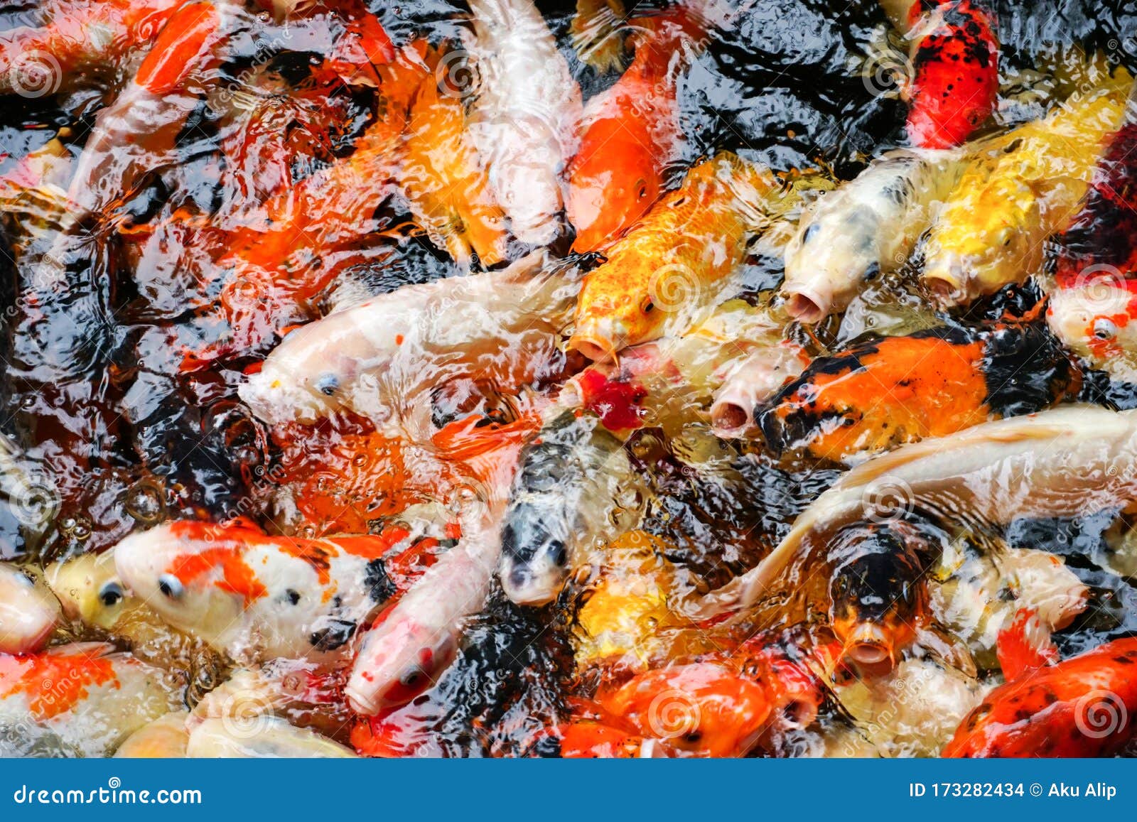 The beautiful koi fish stock photo. Image of green, bright - 173282434