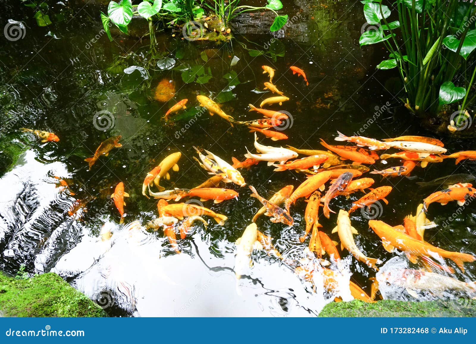 The Beautiful Koi Fish in Pond Stock Photo - Image of beautiful, feed ...