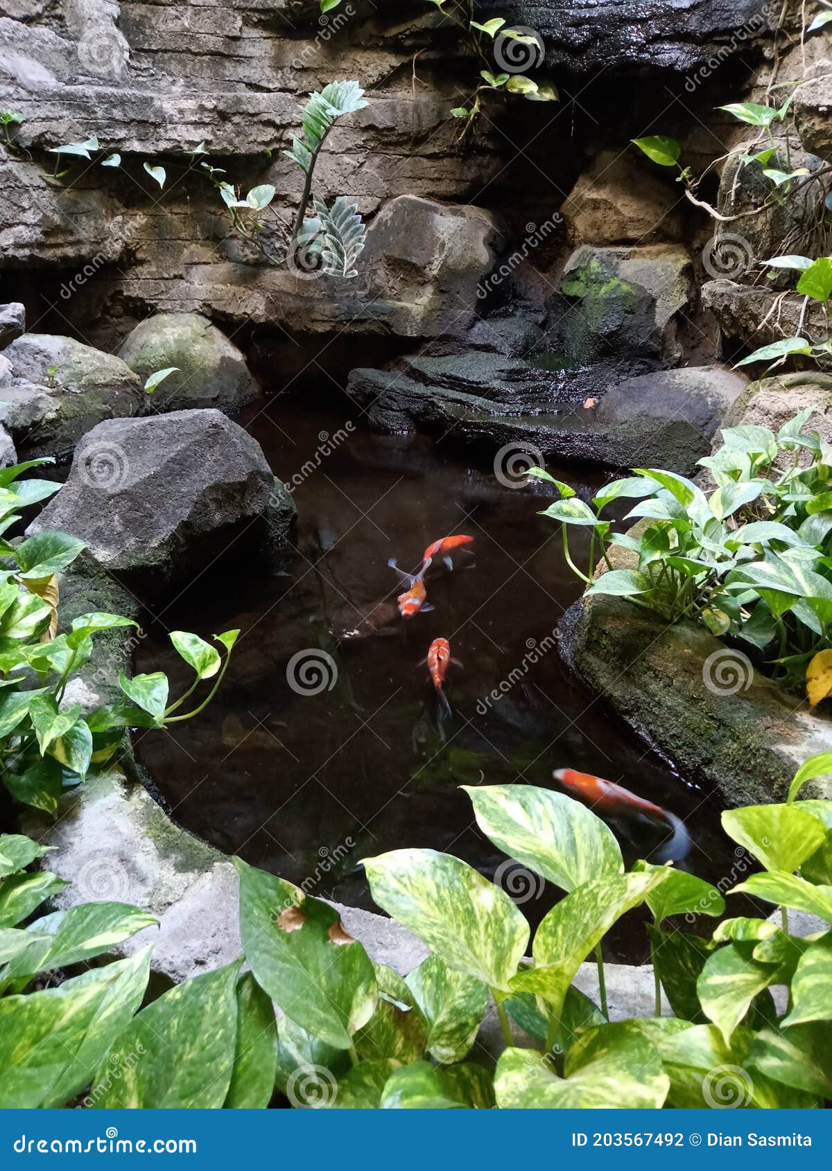 Beautiful Koi Fish at Pool stock photo. Image of yard - 203567492