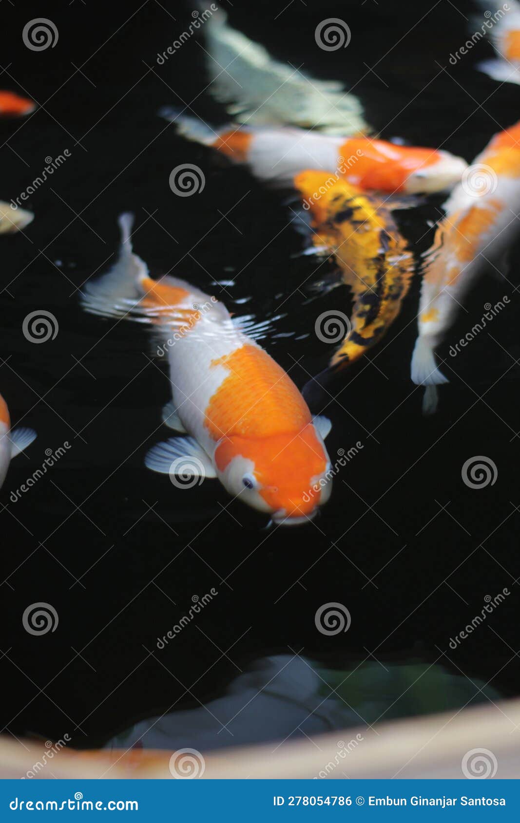 Beautiful Koi Fish are Swimming in a Big Pond Stock Photo - Image of ...