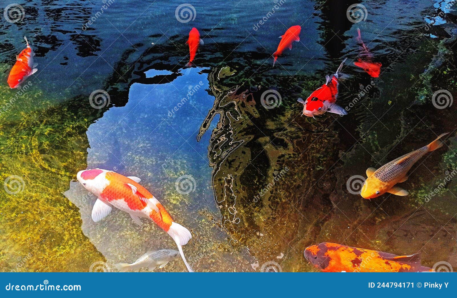Beautiful Koi Fish Swimming Form a Circle in the Pond Stock Image ...