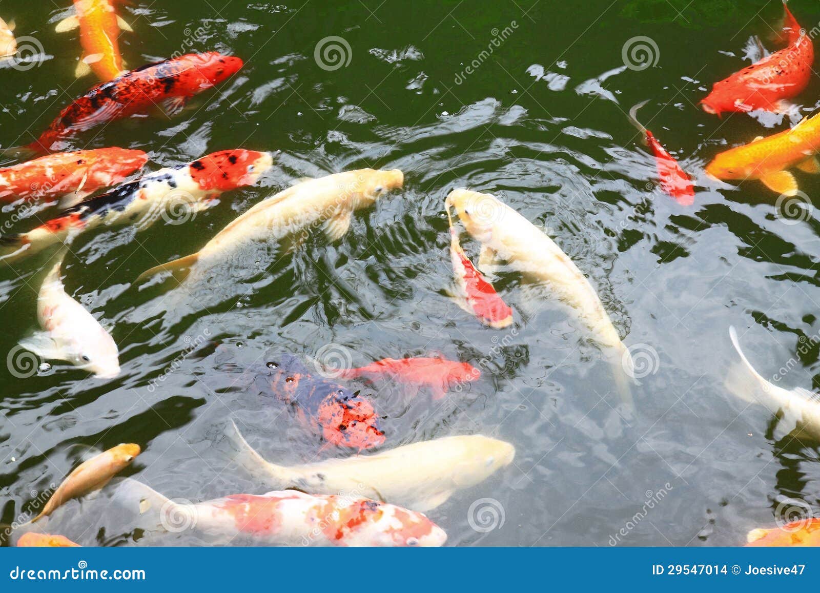 Beautiful Koi Fish Swimming in the Pond Stock Photo - Image of gold ...