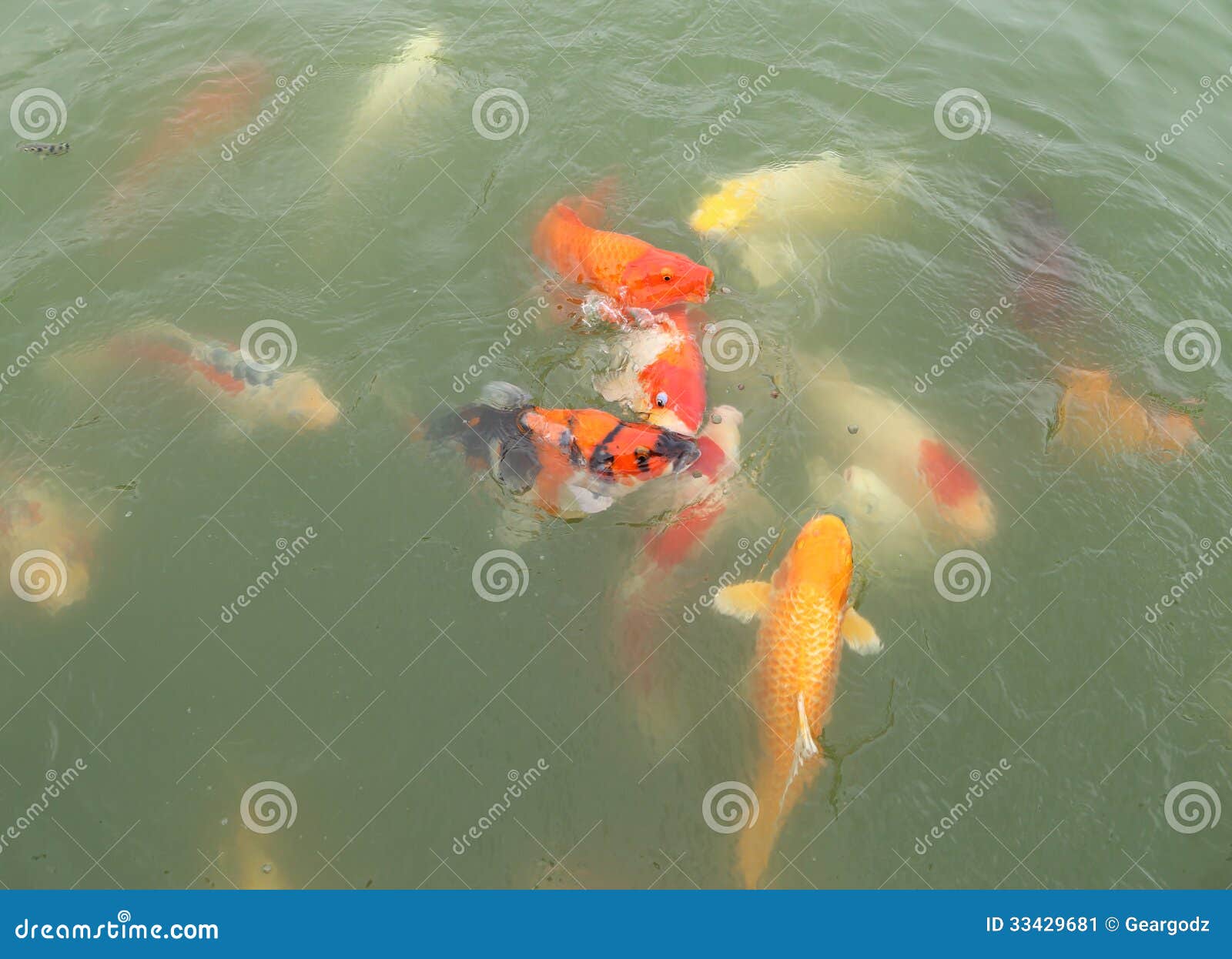 Beautiful Koi Fish Swimming Stock Image - Image of peace, orange: 33429681