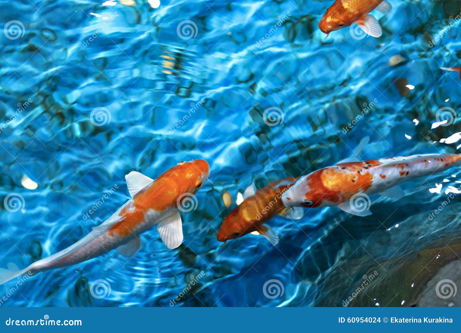 Beautiful koi fish stock photo. Image of lake, japan - 60954024