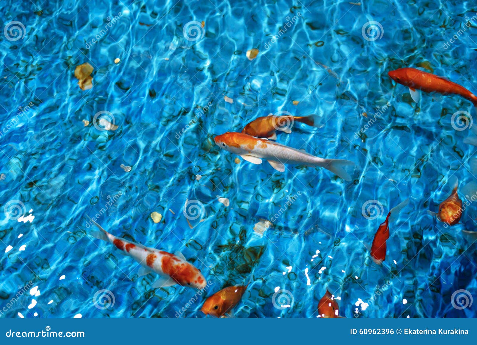 Beautiful koi fish stock photo. Image of lake, beautiful - 60962396