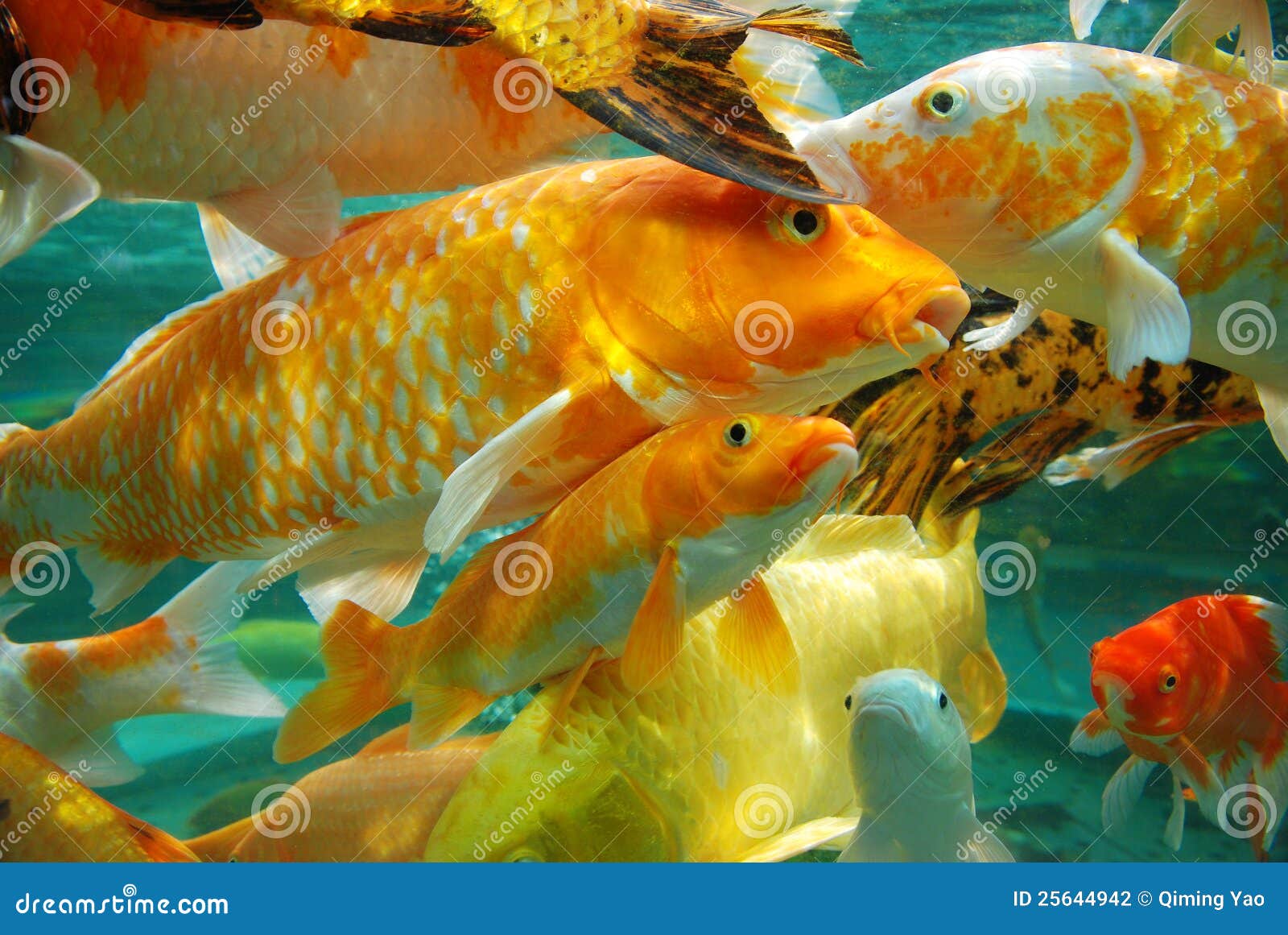 Beautiful koi in the water stock photo. Image of cyprinoid - 25644942