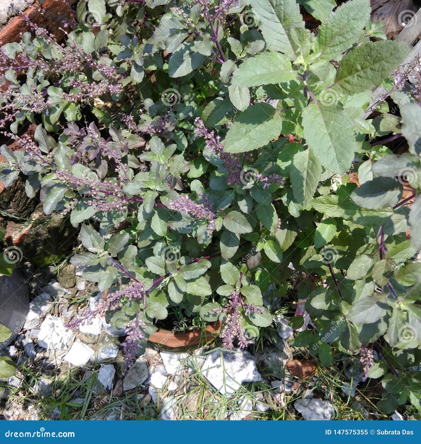This is Beautiful Black Tulsi Tree Stock Image - Image of tulsi ...