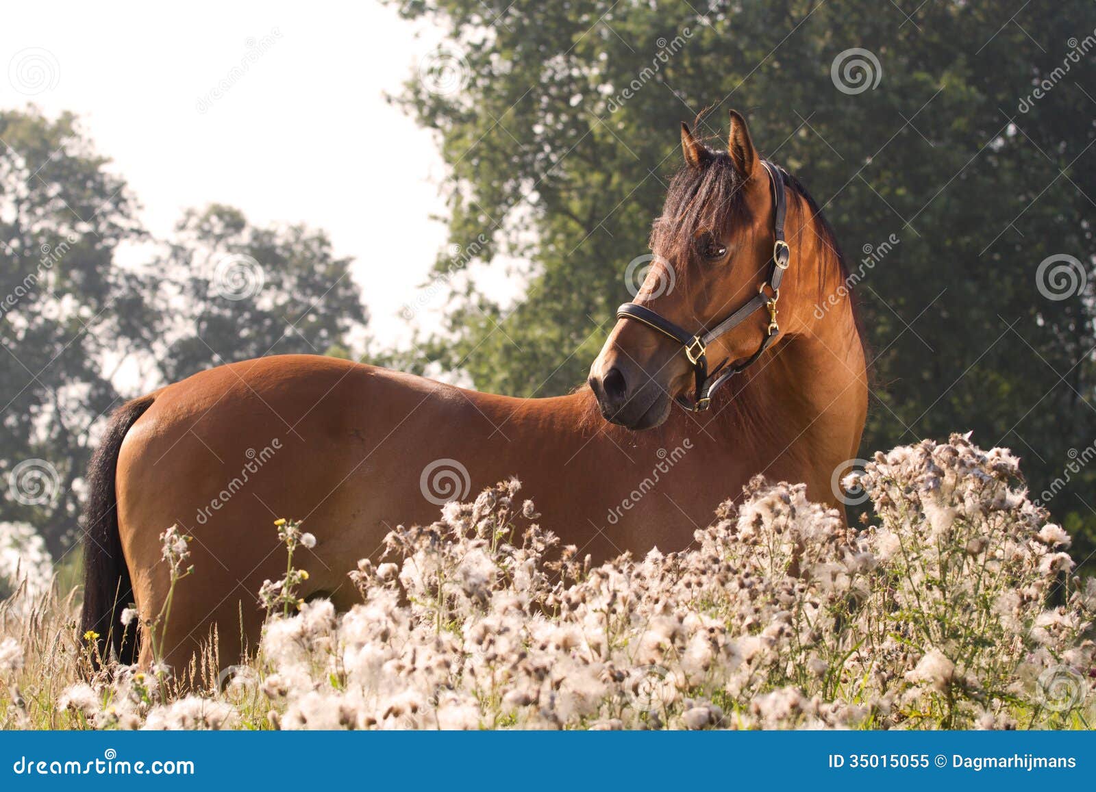 Beautiful KWPN horse stock image. Image of green, halter - 35015055