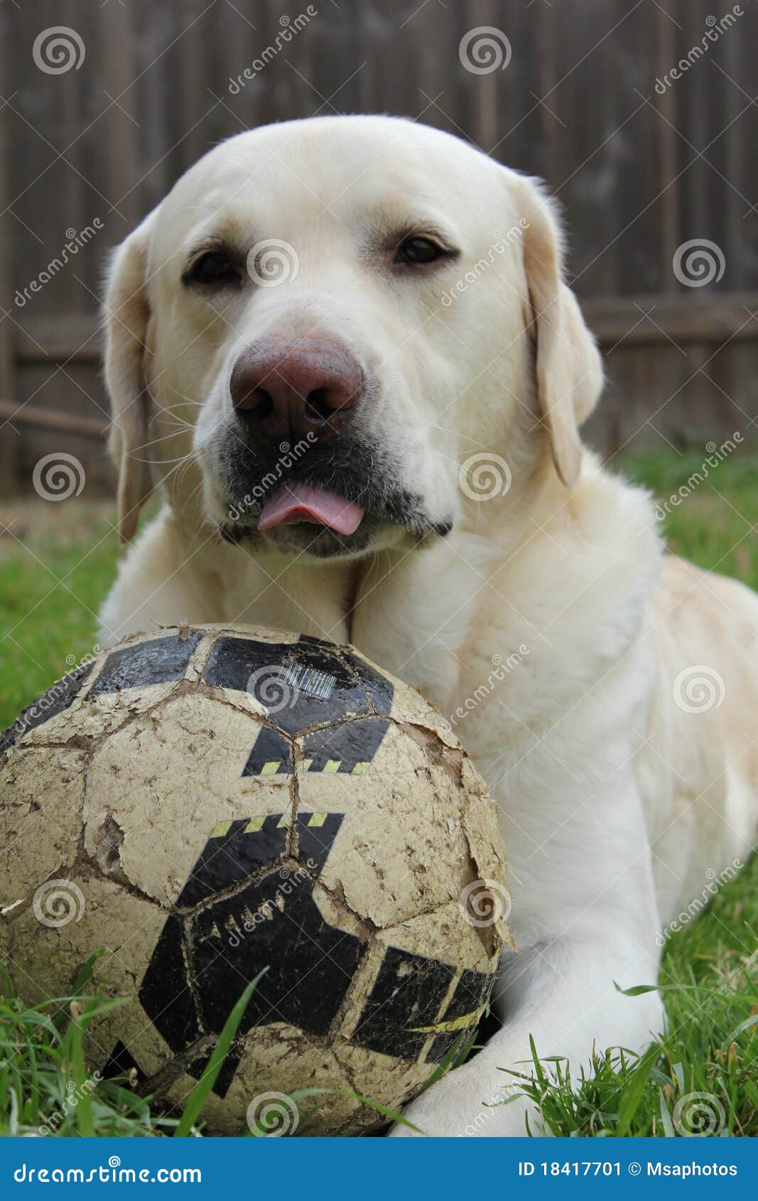 Beautiful Lab stock image. Image of mascot, retriever - 18417701