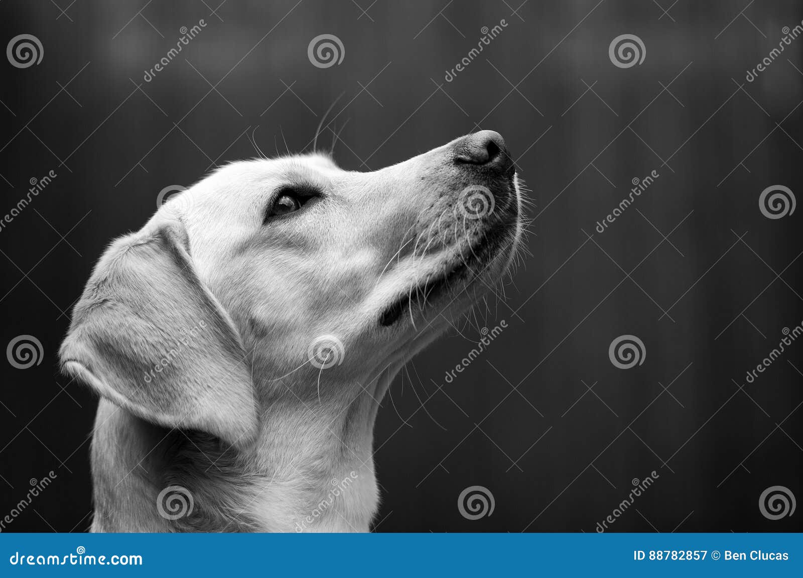 Beautiful Lab stock image. Image of animals, labradors - 88782857