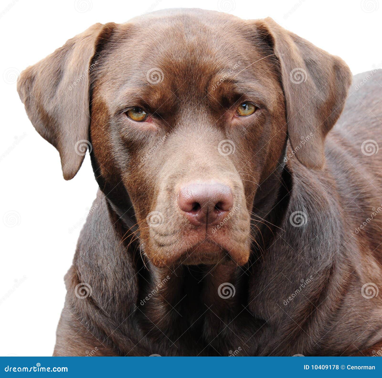 Beautiful labrador stock photo. Image of gundog, beautiful - 10409178