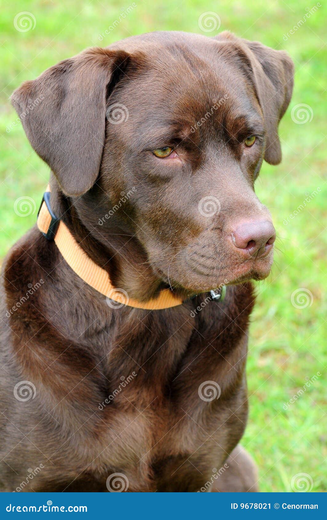 Beautiful labrador stock image. Image of chocolate, retriever - 9678021