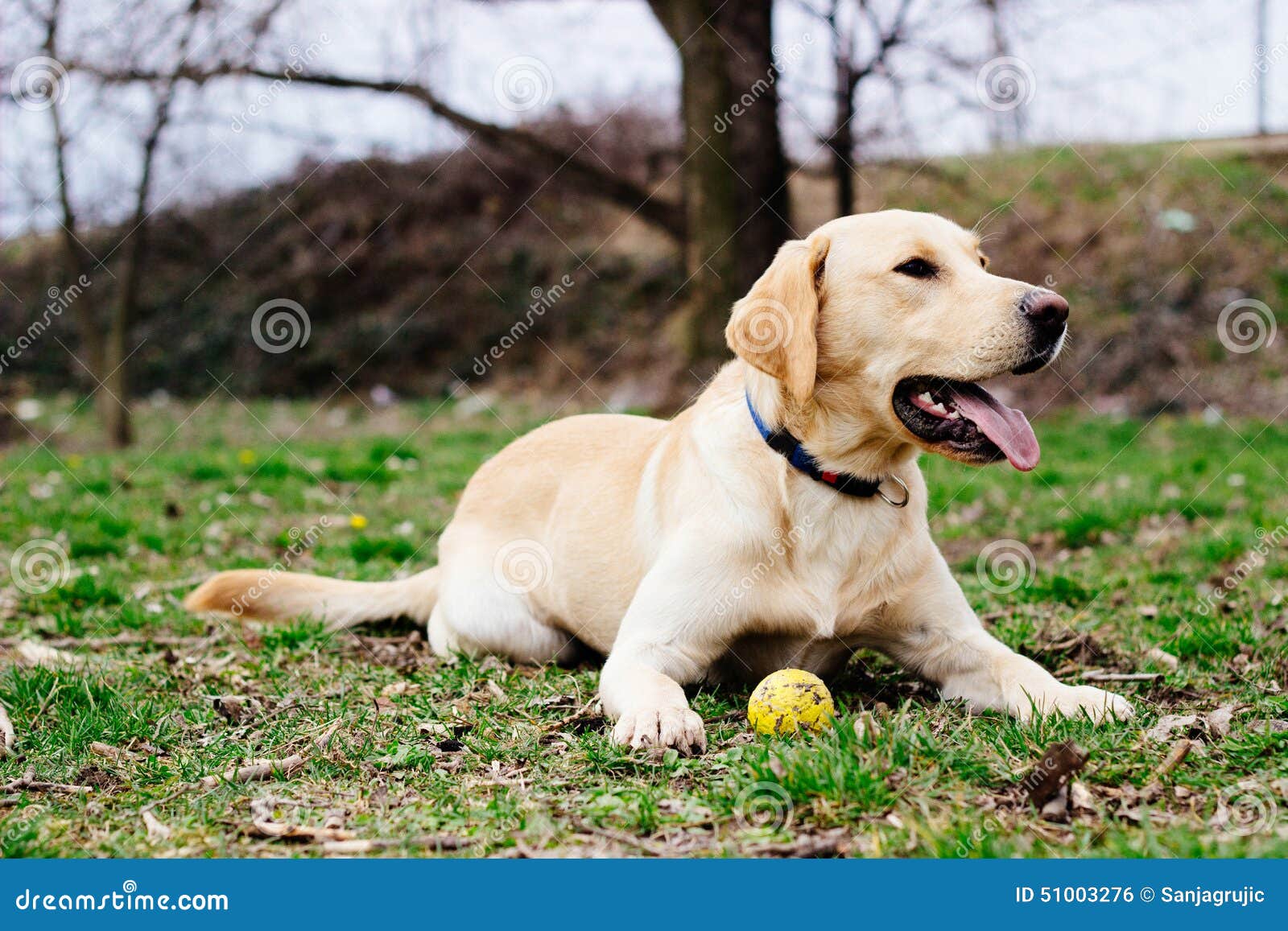 Beautiful Labrador Retriever Dog Playing Stock Photo - Image of ...
