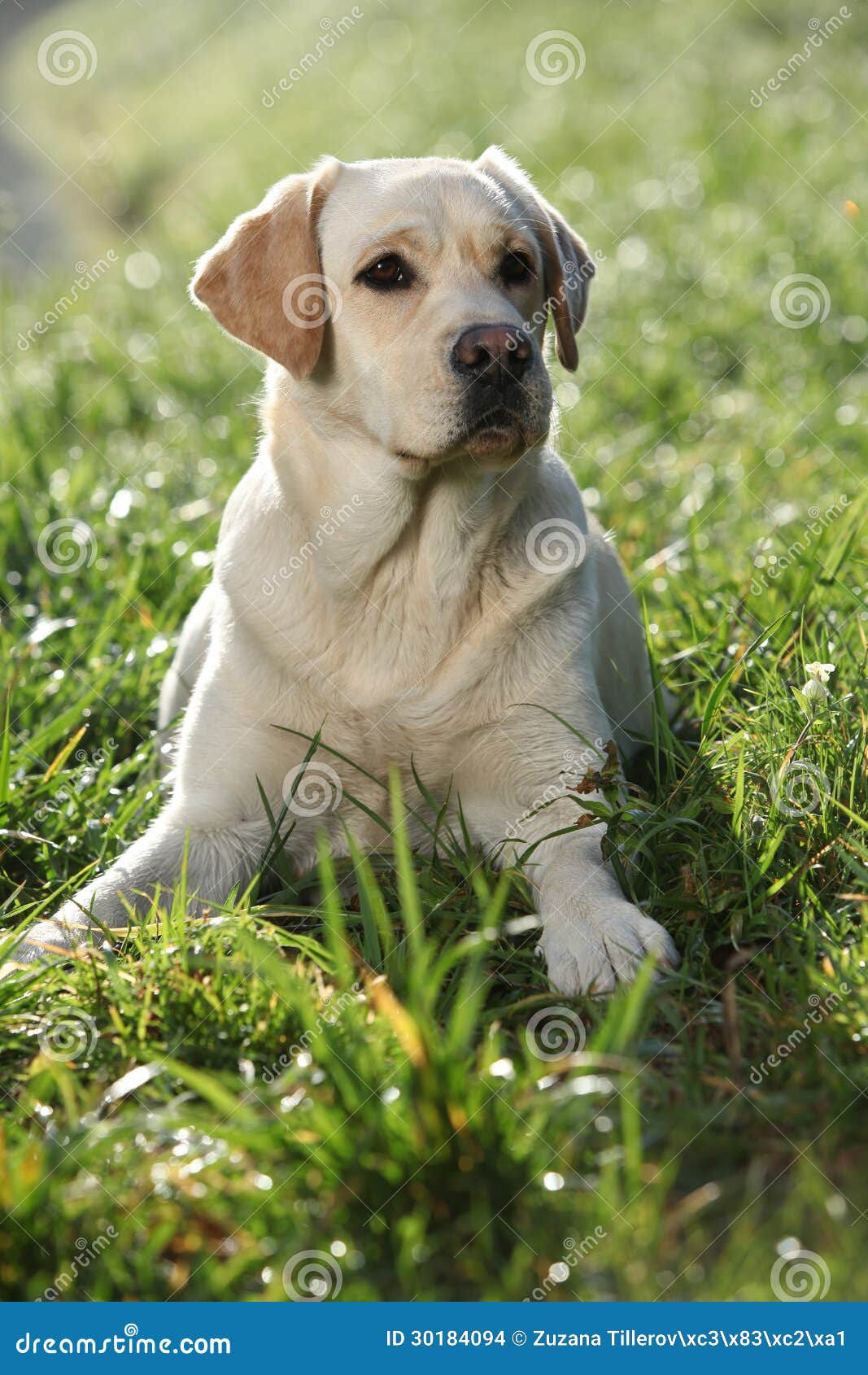Labrador Retriever Sitting Down in the Backlight Stock Photo - Image of ...