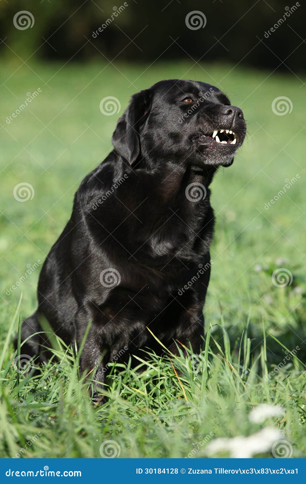 Beautiful Labrador Retriever Sitting Down Stock Photo - Image of color ...