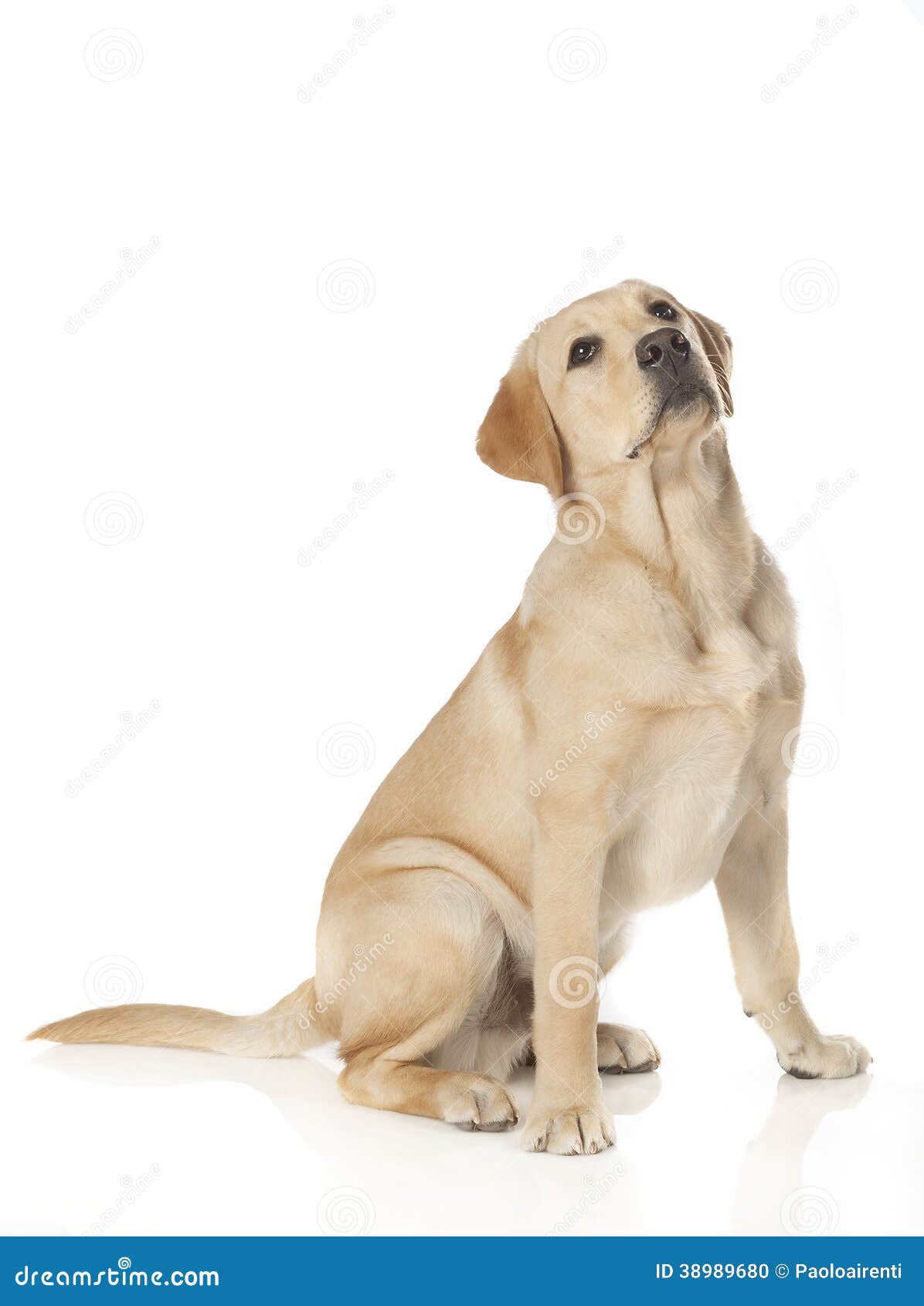 Beautiful Labrador Retriever on White Background Stock Photo - Image of ...