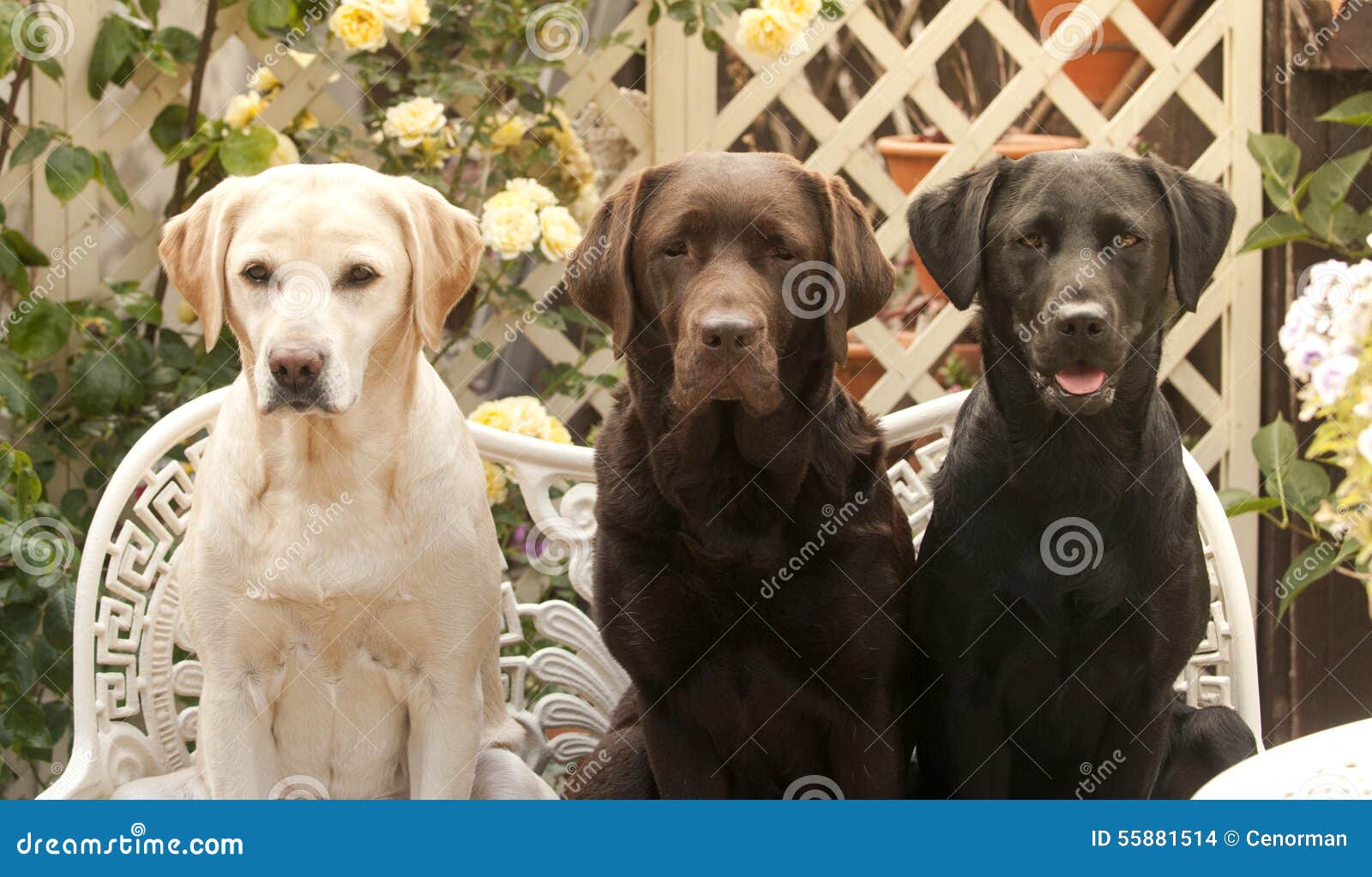 Beautiful labradors stock photo. Image of black, countryside - 55881514