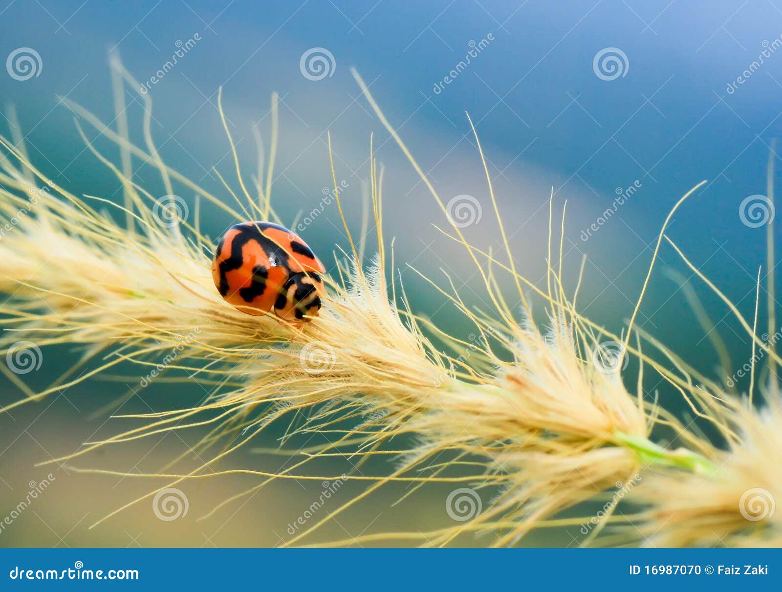 Beautiful Lady Bug stock photo. Image of love, environment - 16987070