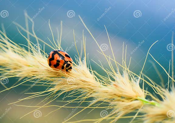 Beautiful Lady Bug stock photo. Image of love, environment - 16987070