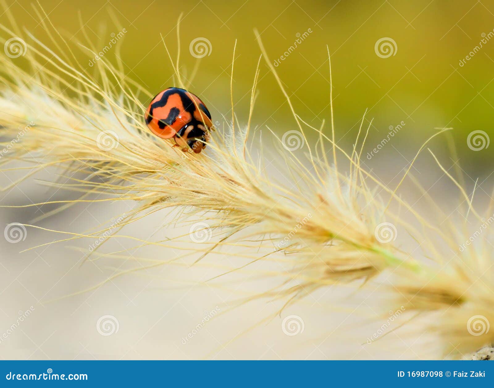 Beautiful Lady Bug stock photo. Image of golden, close - 16987098