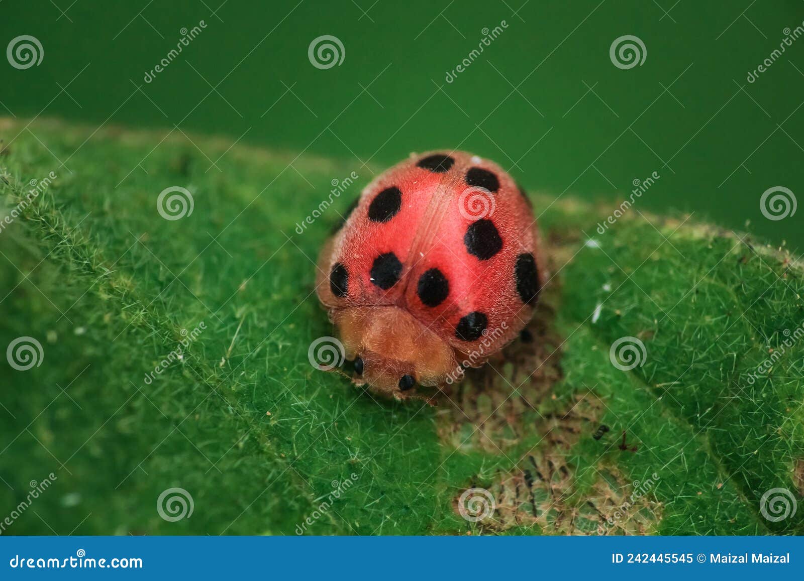 A Beautiful Lady Bug Perched on Leaf in the Morning Stock Image - Image ...
