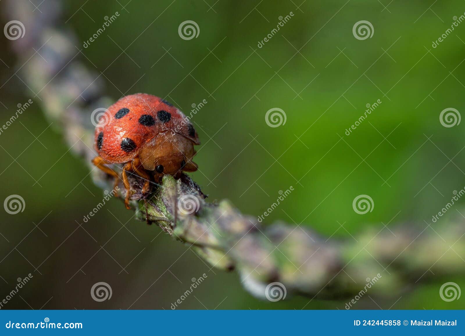 A Beautiful Lady Bug Perched on Leaf in the Morning Stock Photo - Image ...