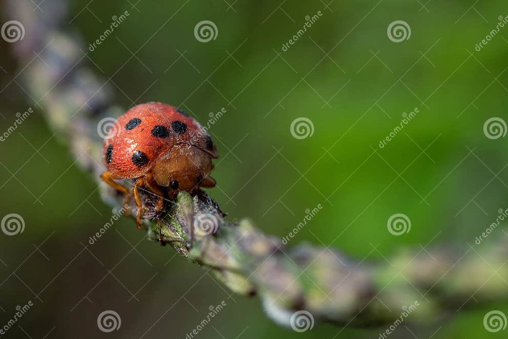 A Beautiful Lady Bug Perched on Leaf in the Morning Stock Photo - Image ...