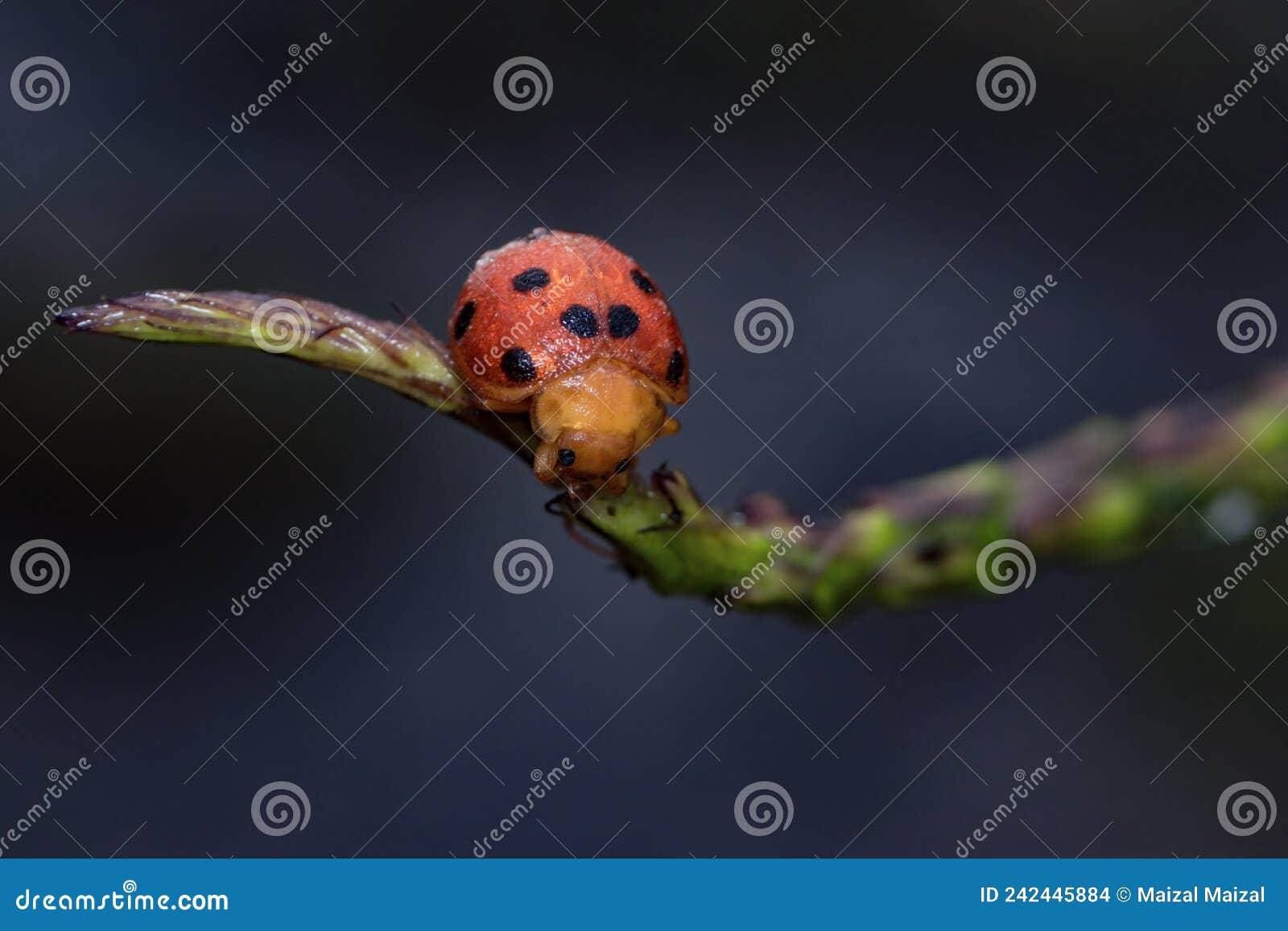 A Beautiful Lady Bug Perched on Leaf in the Morning Stock Photo - Image ...
