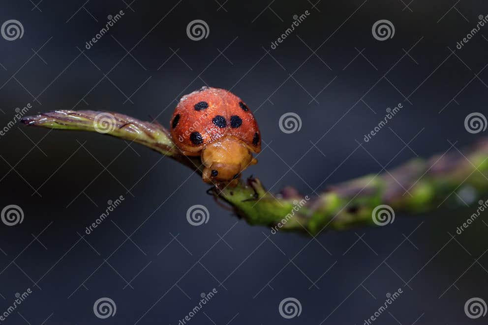 A Beautiful Lady Bug Perched on Leaf in the Morning Stock Photo - Image ...