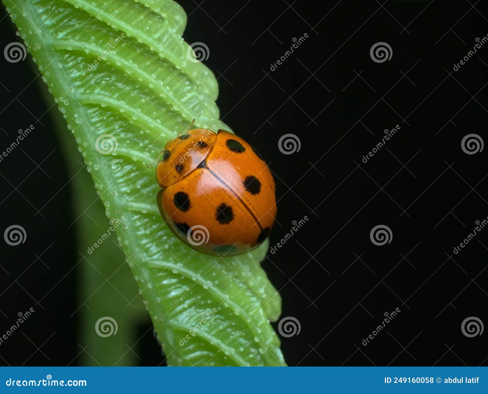 Beautiful Lady Bug Perched on the Leaves Stock Photo - Image of animal ...