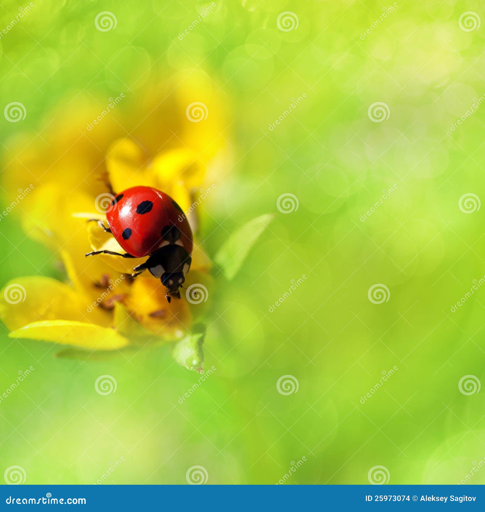 Beautiful Ladybird on a Flower Stock Photo - Image of lush, morning ...