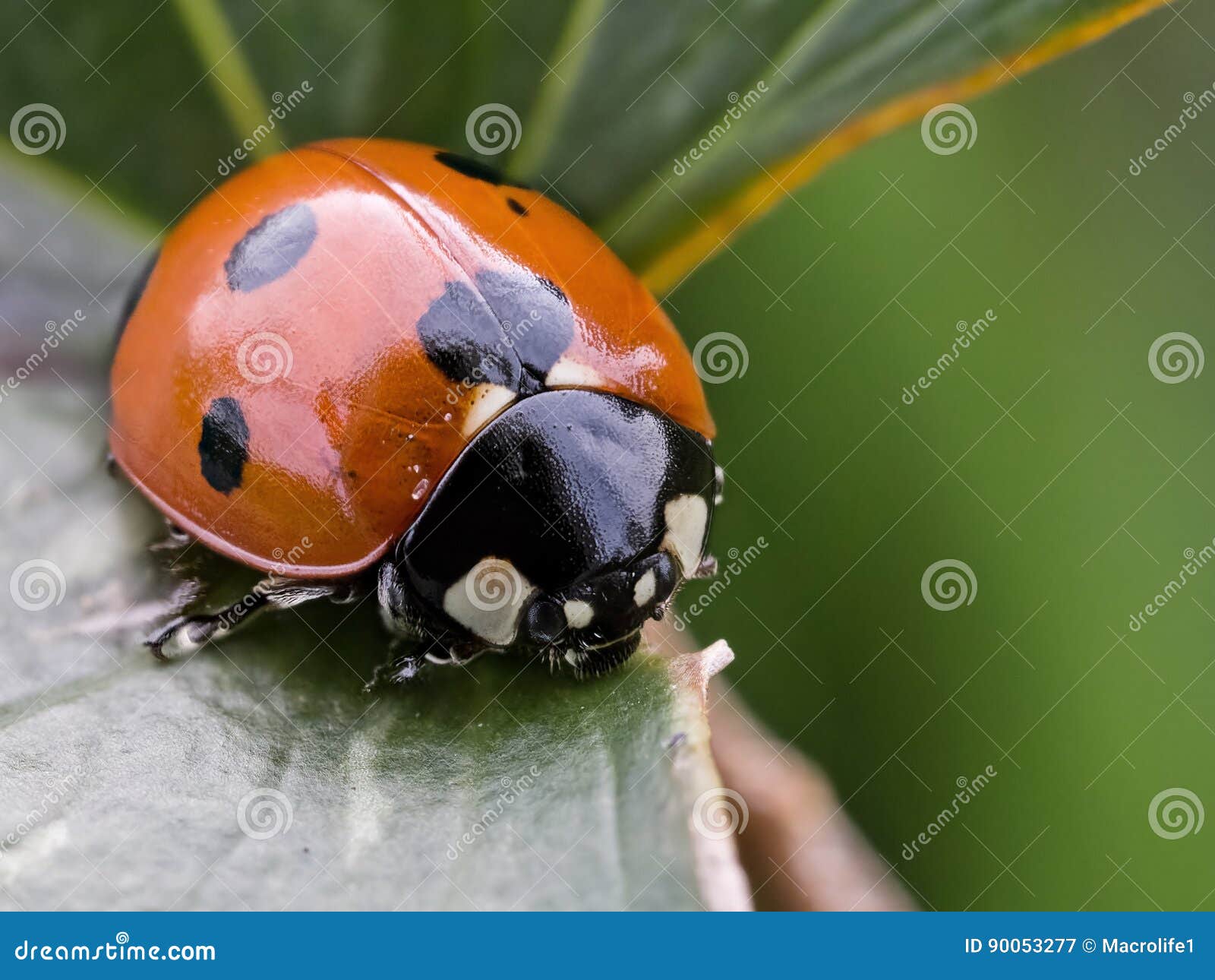 A beautiful ladybird stock image. Image of macro, details - 90053277