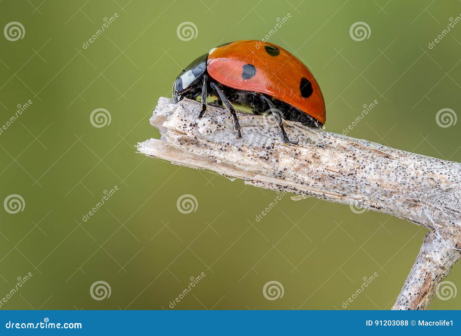 A beautiful ladybird stock photo. Image of insect, wildlife - 91203088